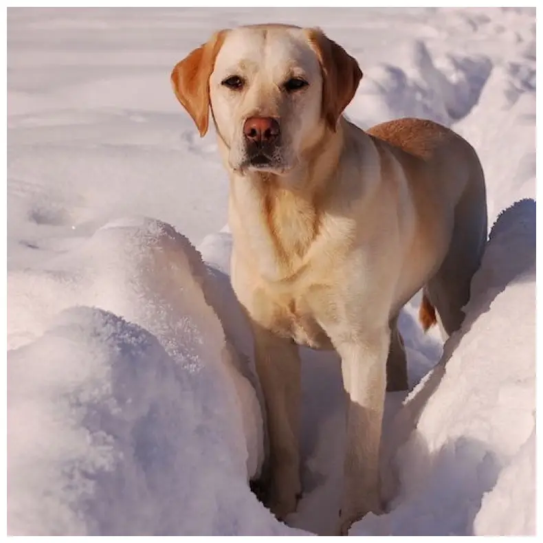 Documentation | Albumentations | Albumentations